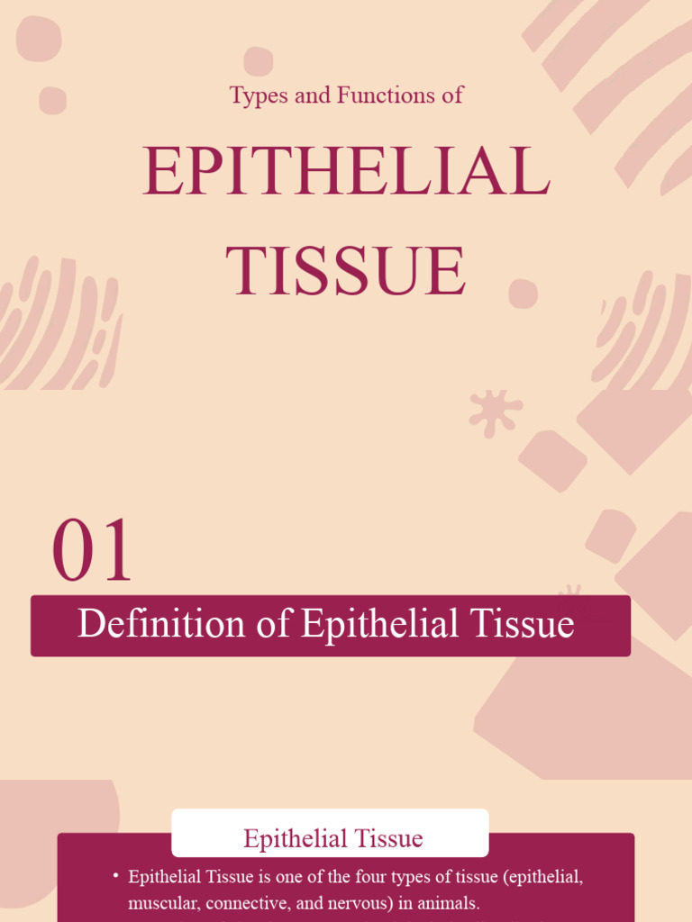 Epithelial Tissue | PDF | Epithelium | Glands