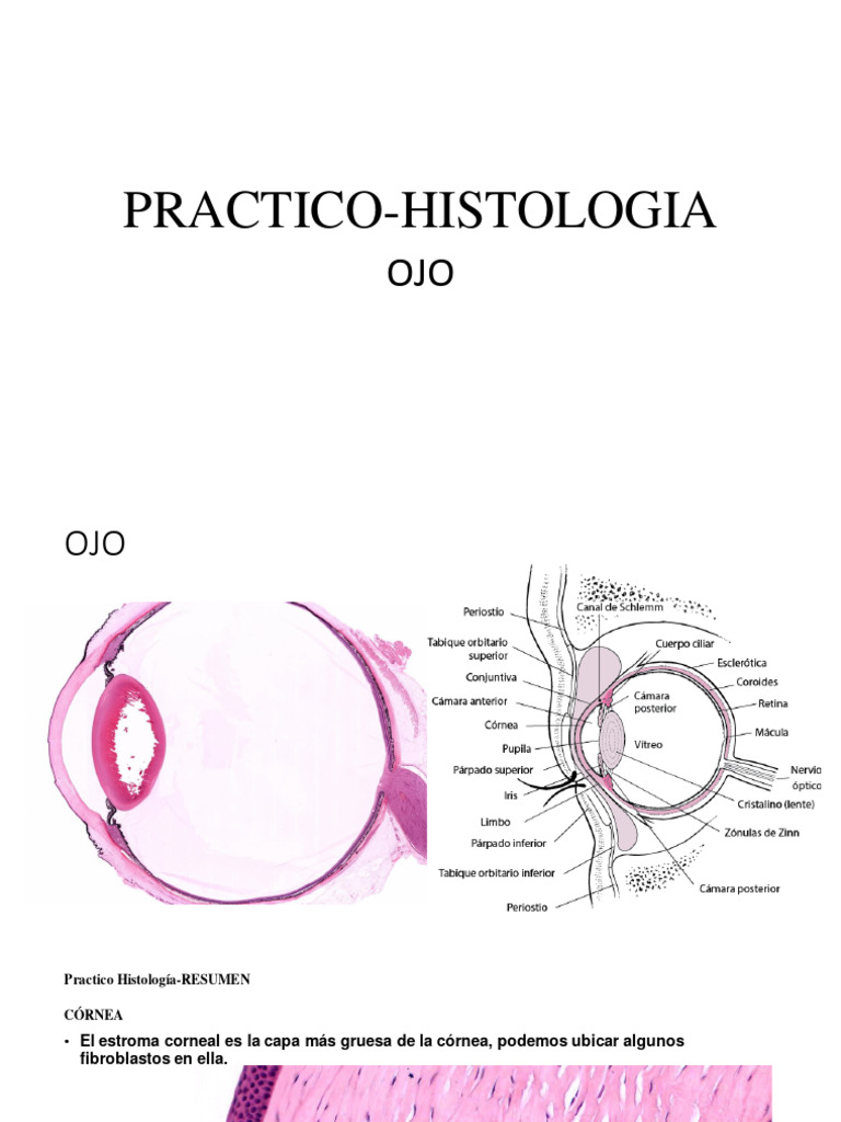 Ojo Histo | PDF | Córnea | Ojo