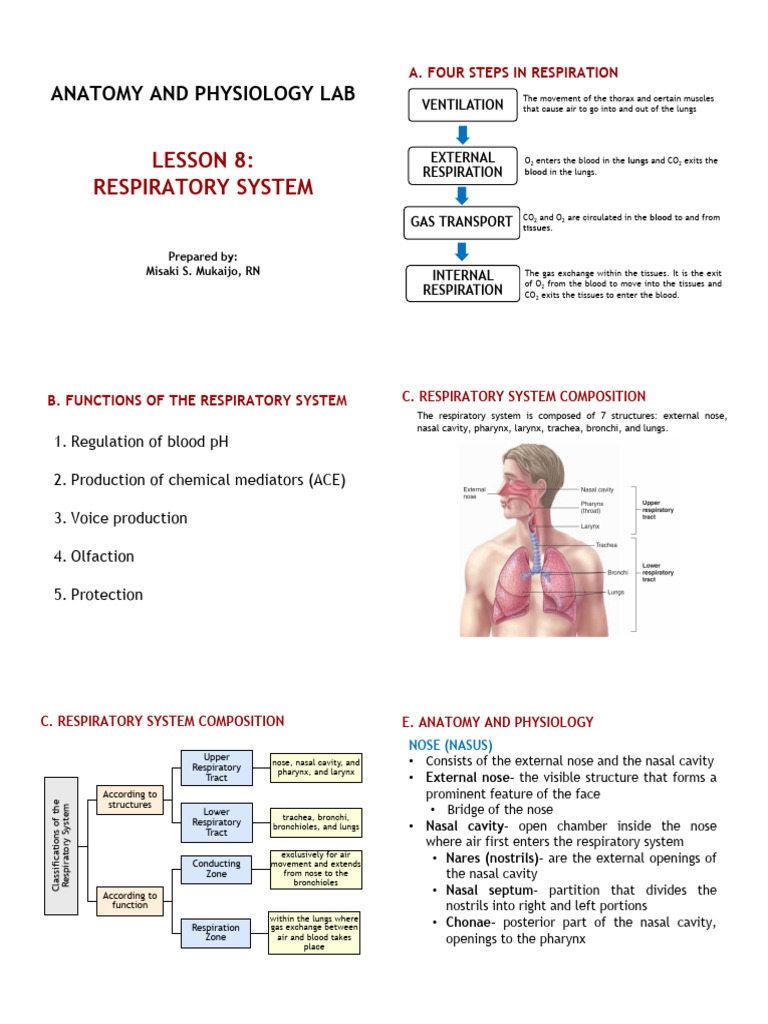 RESPIRATORY SYSTEM | PDF | Lung | Respiratory Tract