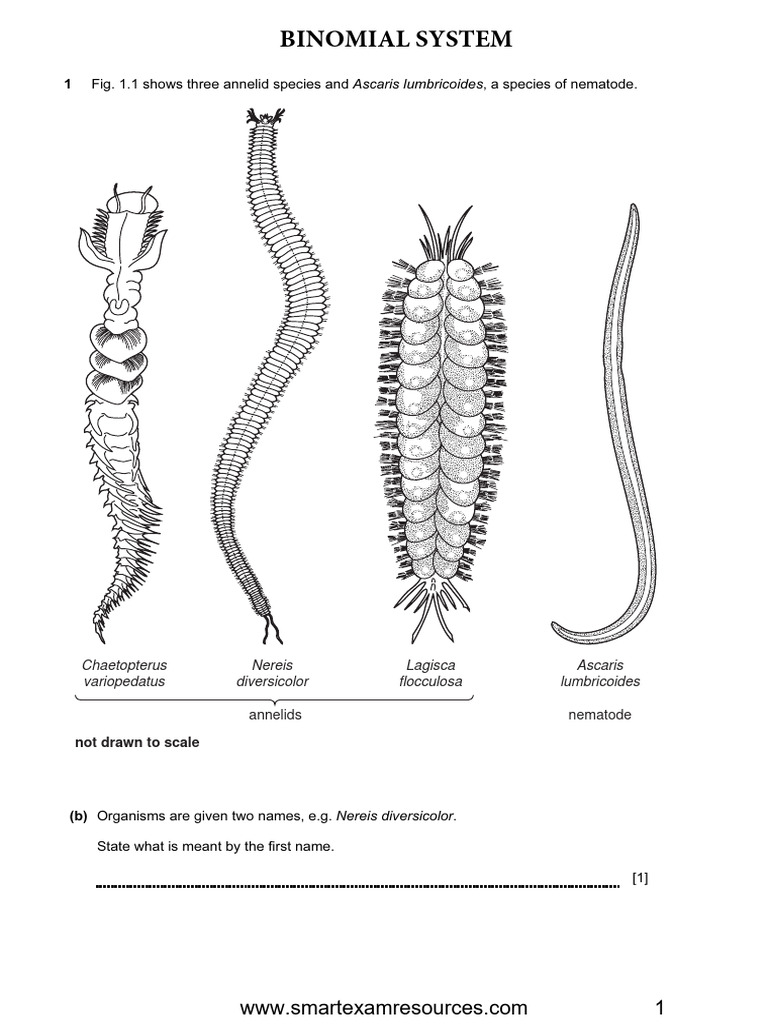 1.1.2-Binomial System-Questions-And-Model-Answers | PDF | Zoology