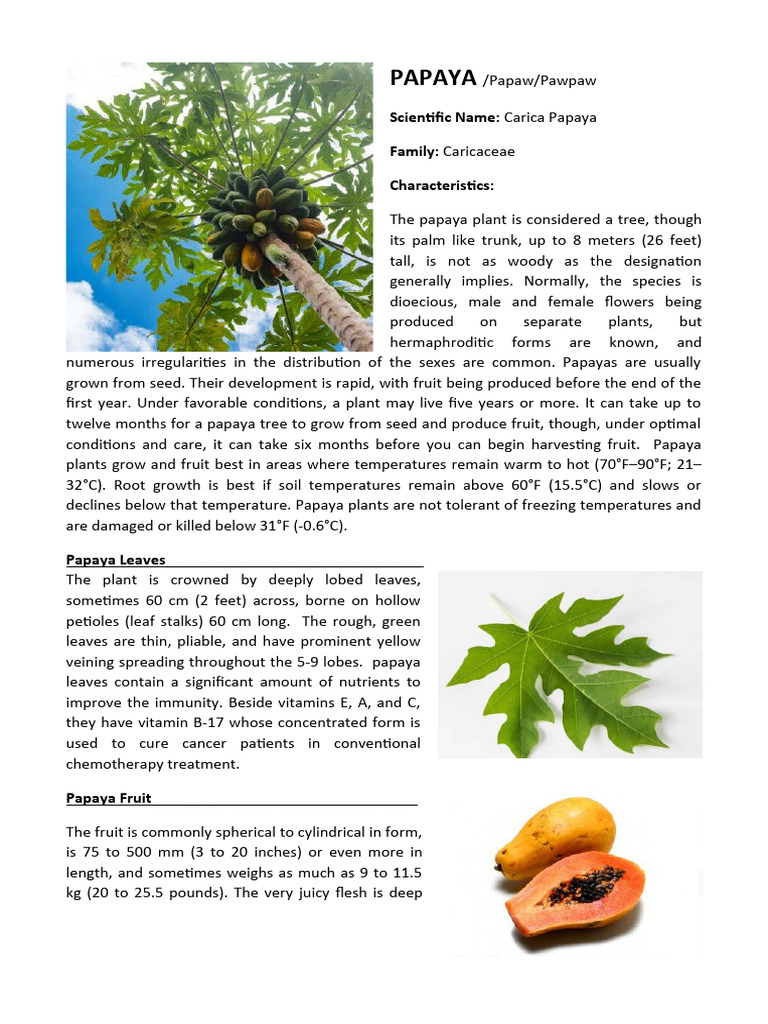 Philippine Trees | Download Free PDF | Banana | Coconut