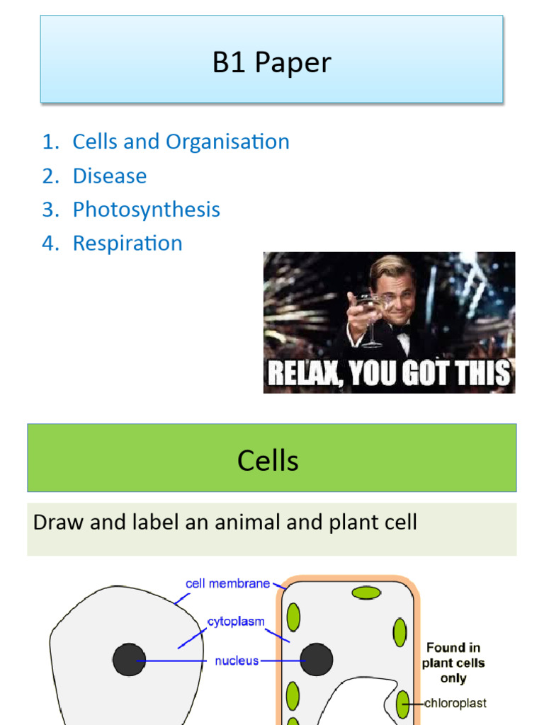 B1 Paper Handout | PDF | Cellular Respiration | Cell (Biology)