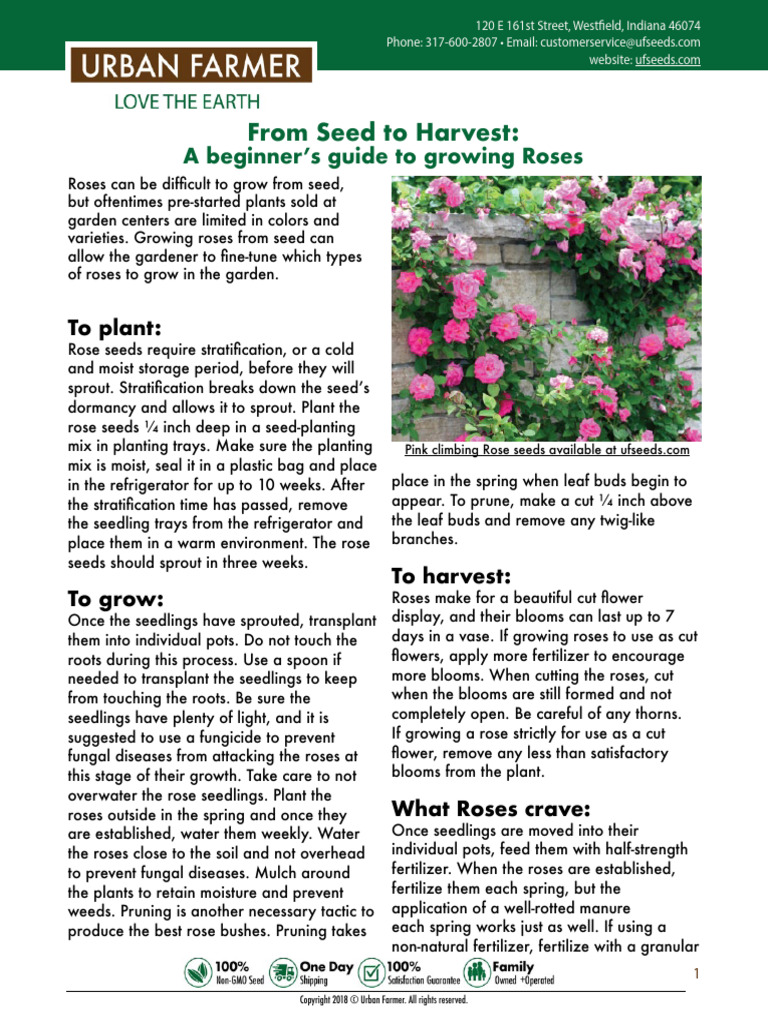 Instructions for Growing Roses | PDF | Seed | Rose