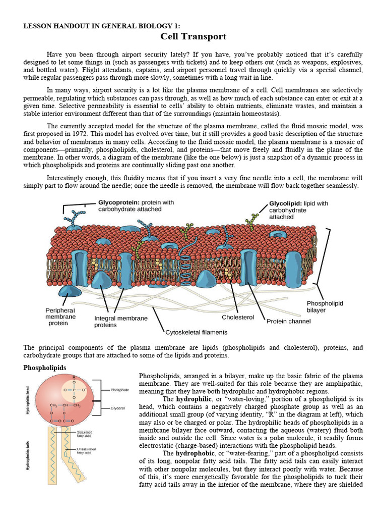 Lesson Handout in Cell Transport (1) | PDF | Cell Membrane | Osmosis