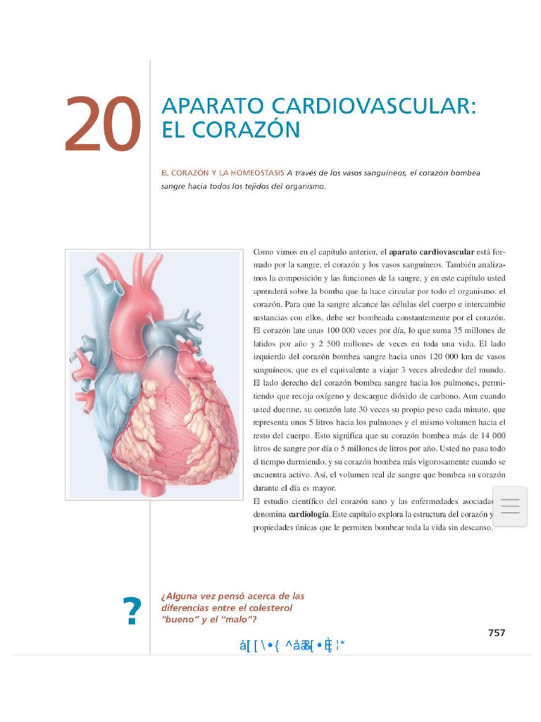 Anatomia Del Corazón | PDF