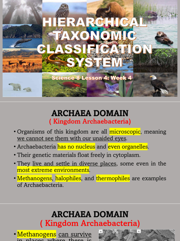 Q4. L4 Level of Classification | PDF | Archaea | Fungus