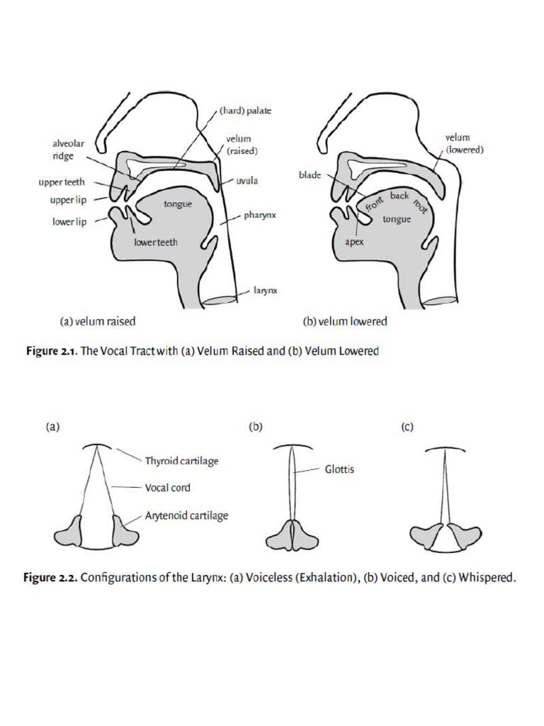 The Speech Apparatus | PDF