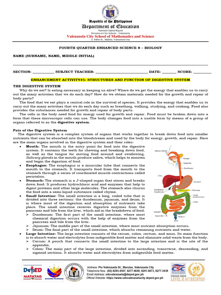 Q4 W4-D1enhancement Worksheet-1 | PDF | Small Intestine ...