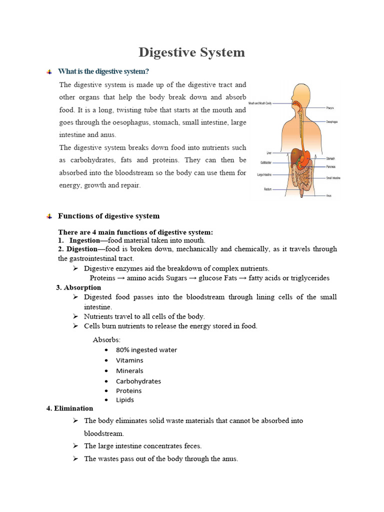 Digestive System Handout | PDF | Human Digestive System ...