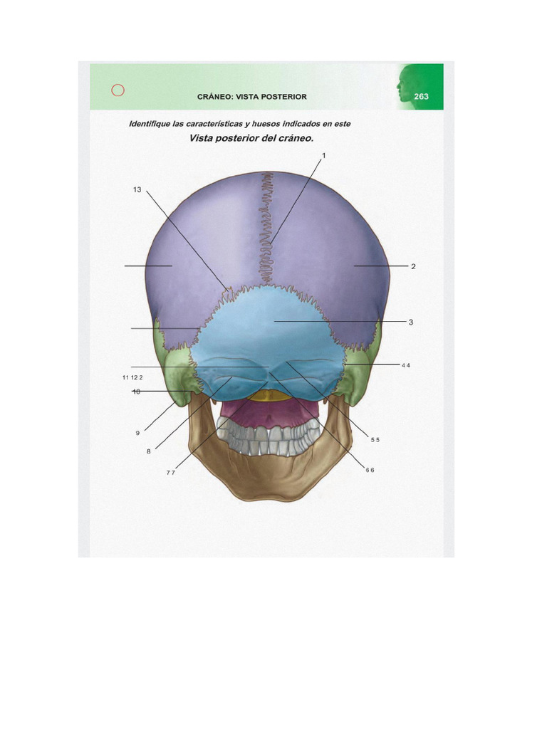Ossos Do Cranio | PDF
