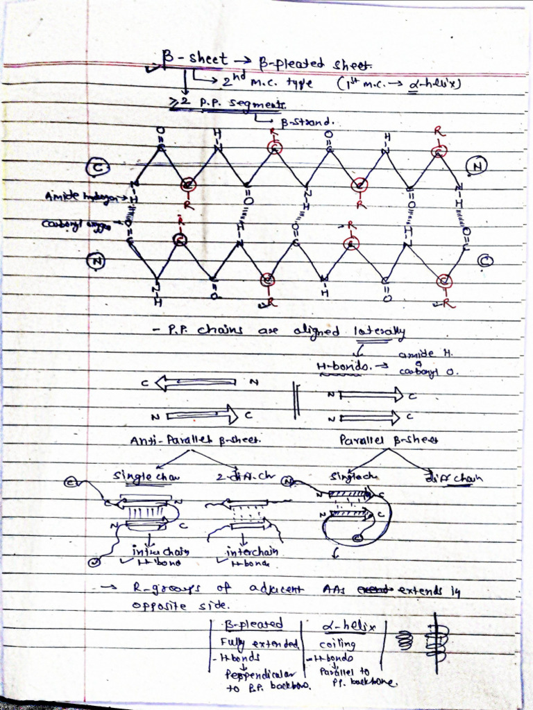 Beta Sheet | PDF