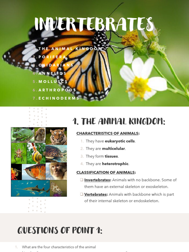 Invertebrates | PDF | Invertebrate | Mollusca