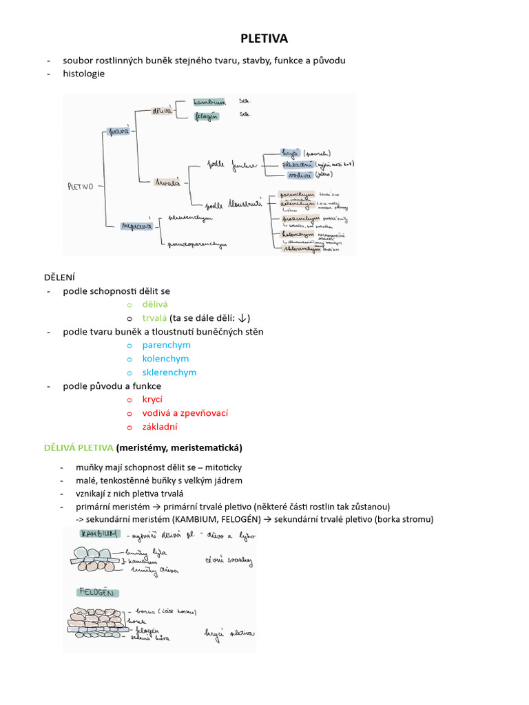 Pletiva A Vegetativní Orgány Rostlin | PDF