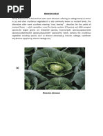 Brassicaceae Family Overview and Diagram | PDF | Plants | Plant Morphology