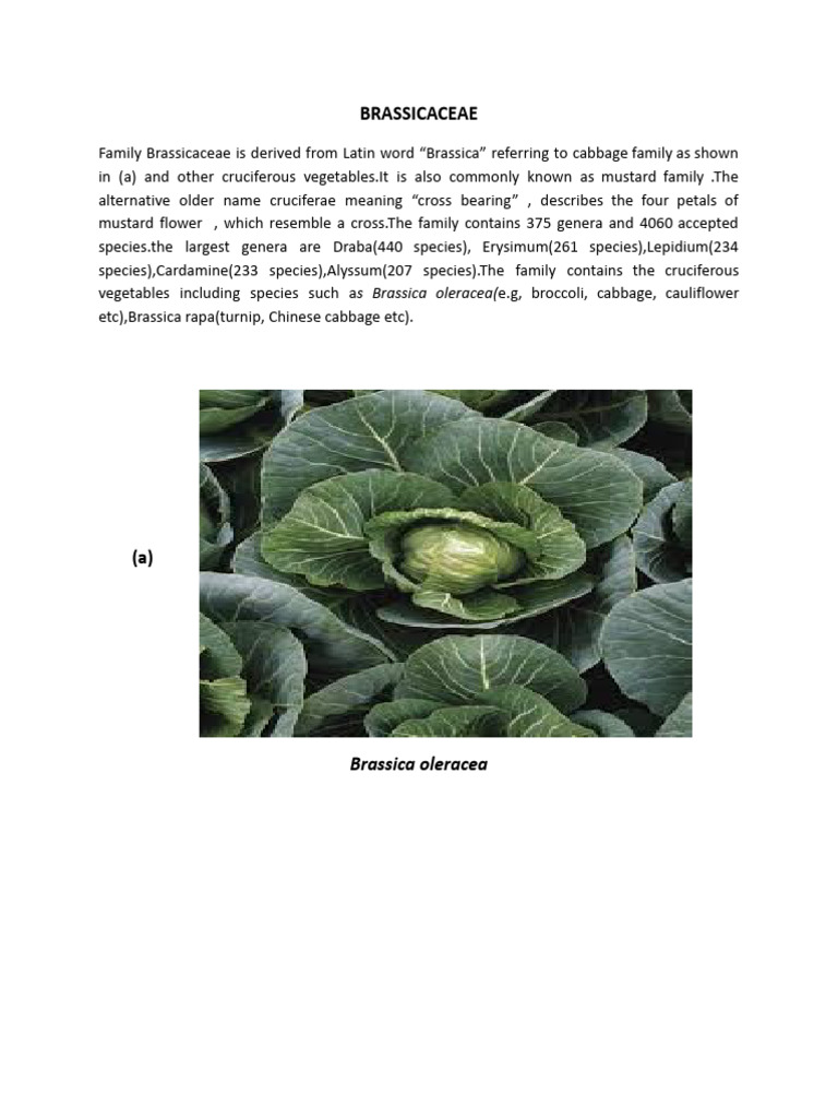 BRASSICACEAE | PDF | Plants | Botany