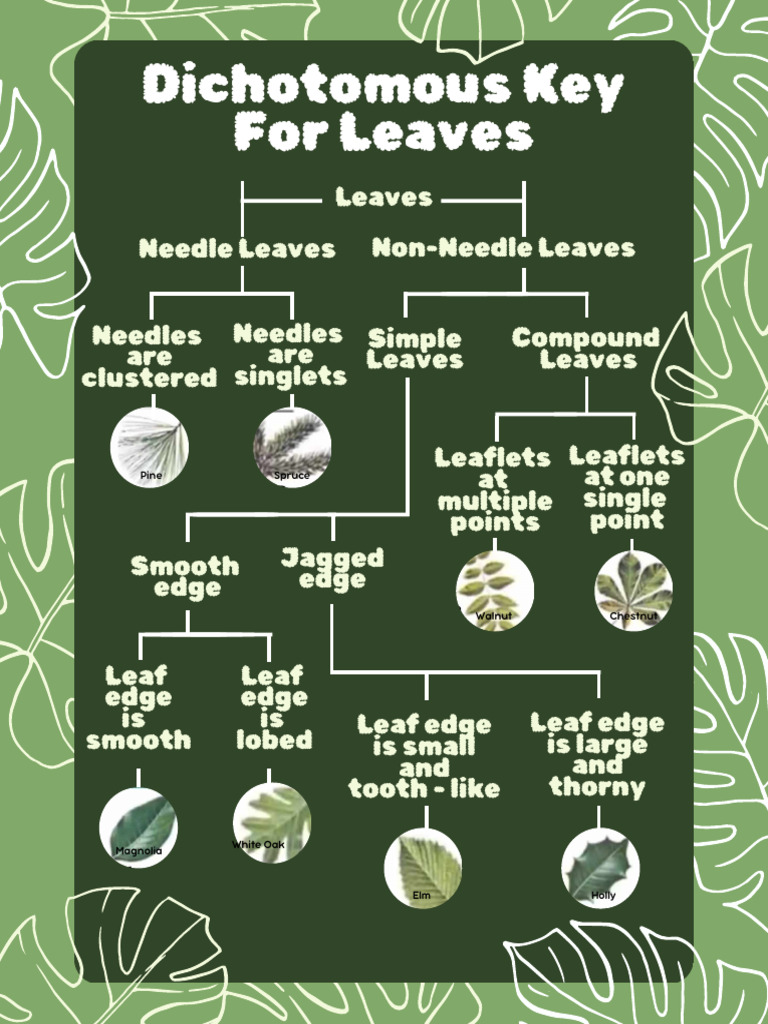 Dichotomous Key For Leaves 20240504 220532 0000 | PDF | Leaf | Spider