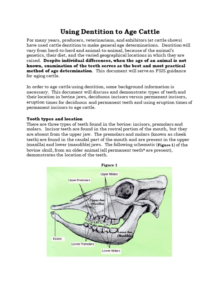 Using - Dentition To Age Cattle | PDF | Tooth | Dentistry