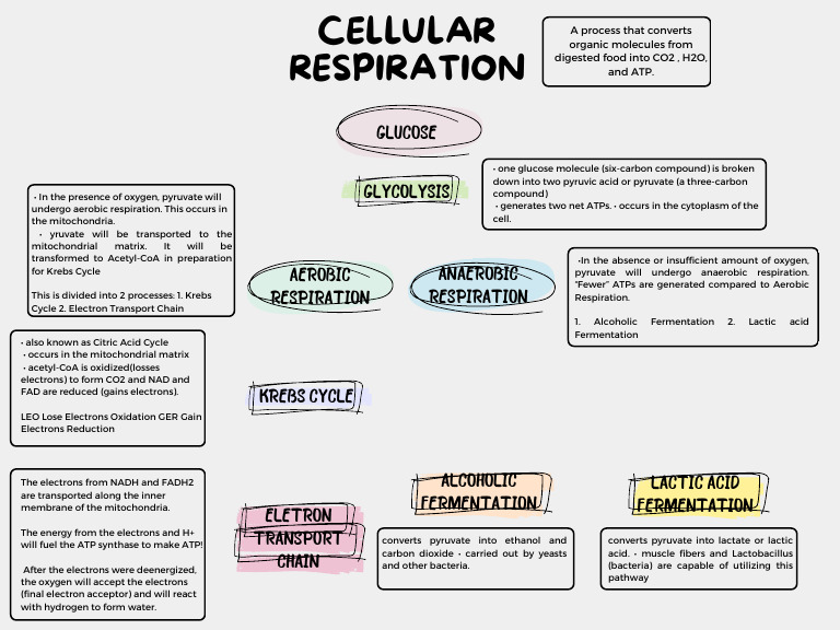 ENGLISH Circular respiration | PDF | Cellular Respiration | Pyruvic Acid
