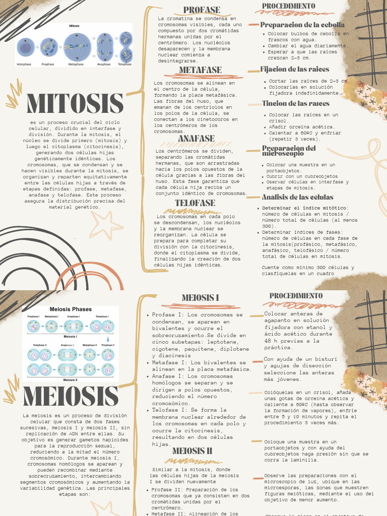Mitosis Y Meiosis | PDF | Mitosis | Mitosis