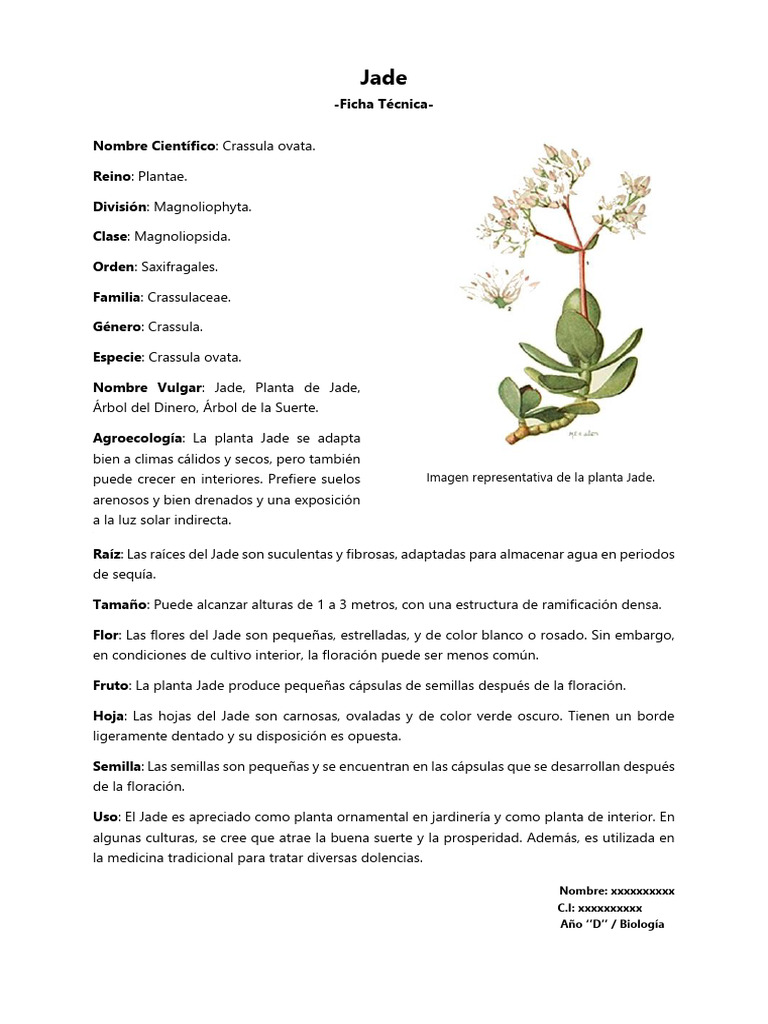 Planta-Jade | PDF