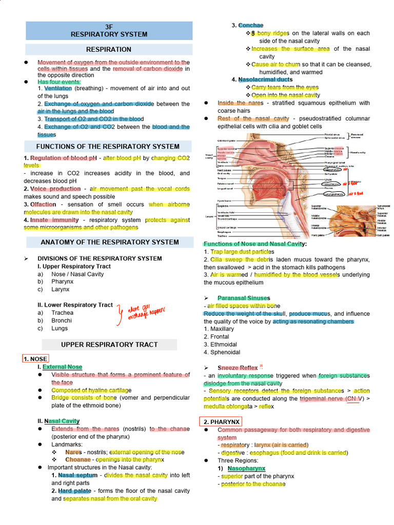 3F- Respiratory System-2 | PDF | Respiratory Tract | Lung