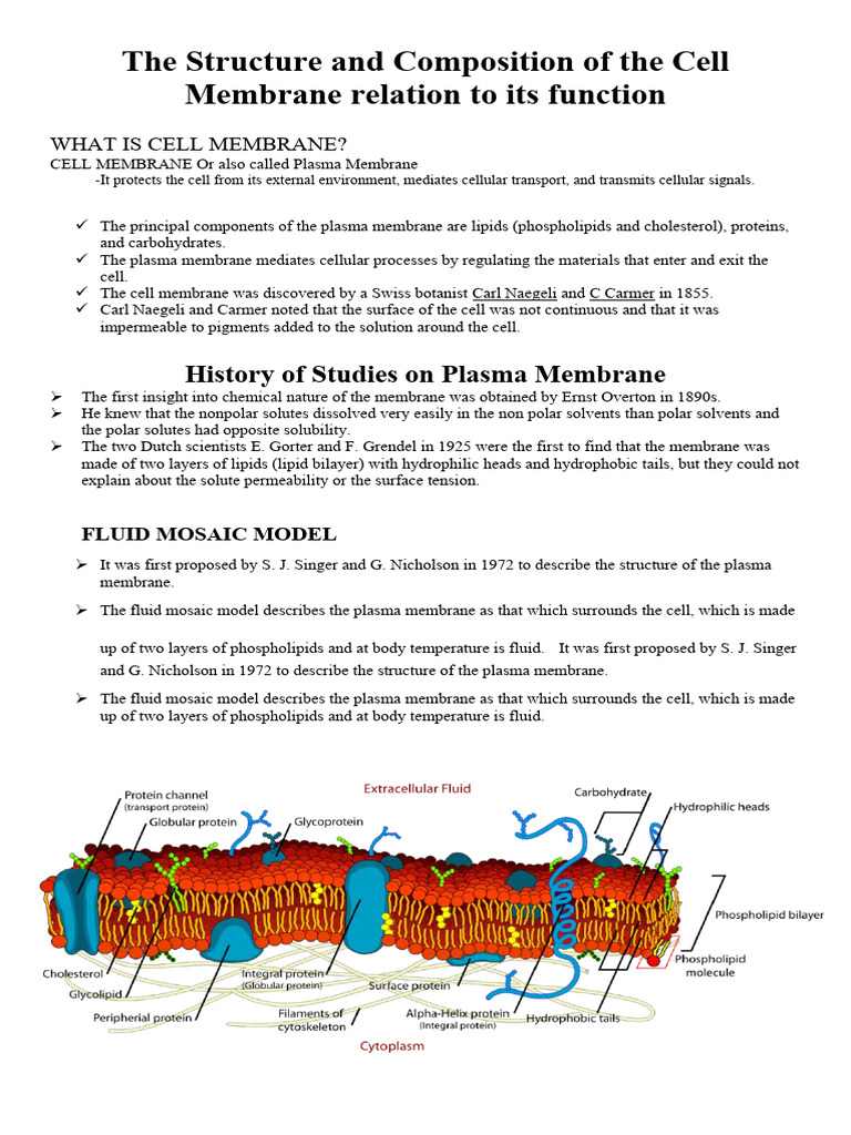 The-Structure-and-Composition-of-the-Cell-Membrane-relation-to-its ...