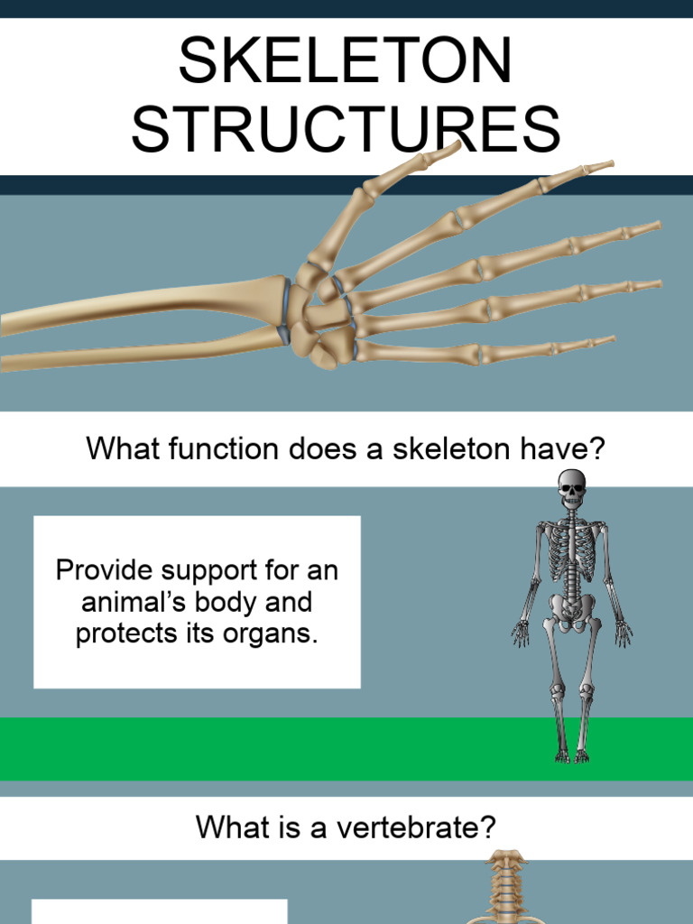 GR 5 T1 Mini-PAT Skeleton Structures Kit | PDF | Philosophy