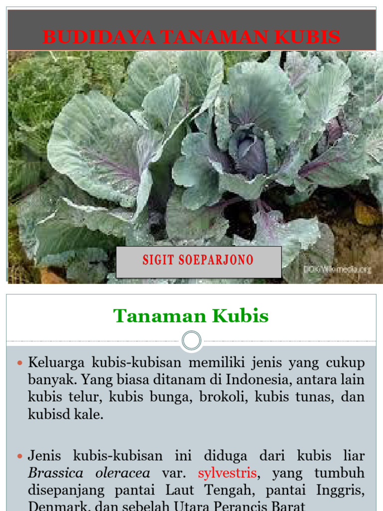 Budidaya-Tanaman Kubis | PDF | Griya & Taman
