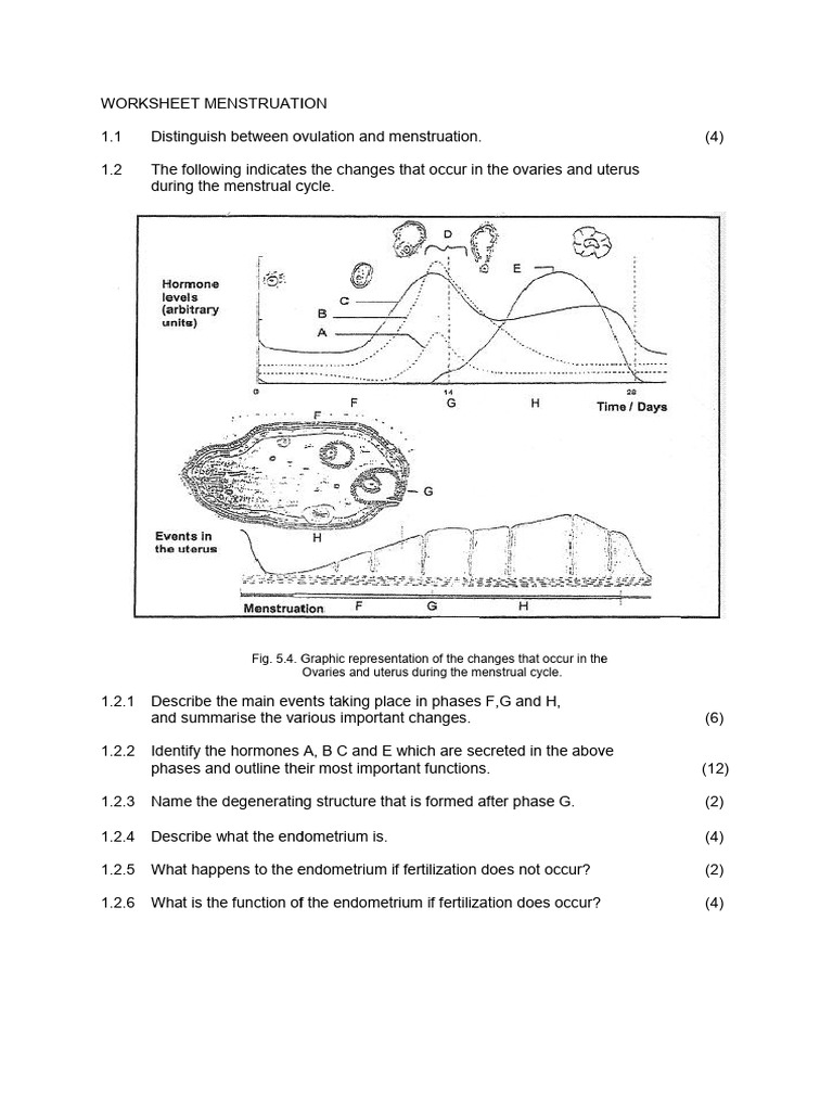 Menstrual Cycle Hormones Worksheet | PDF | Menstrual Cycle | Human ...