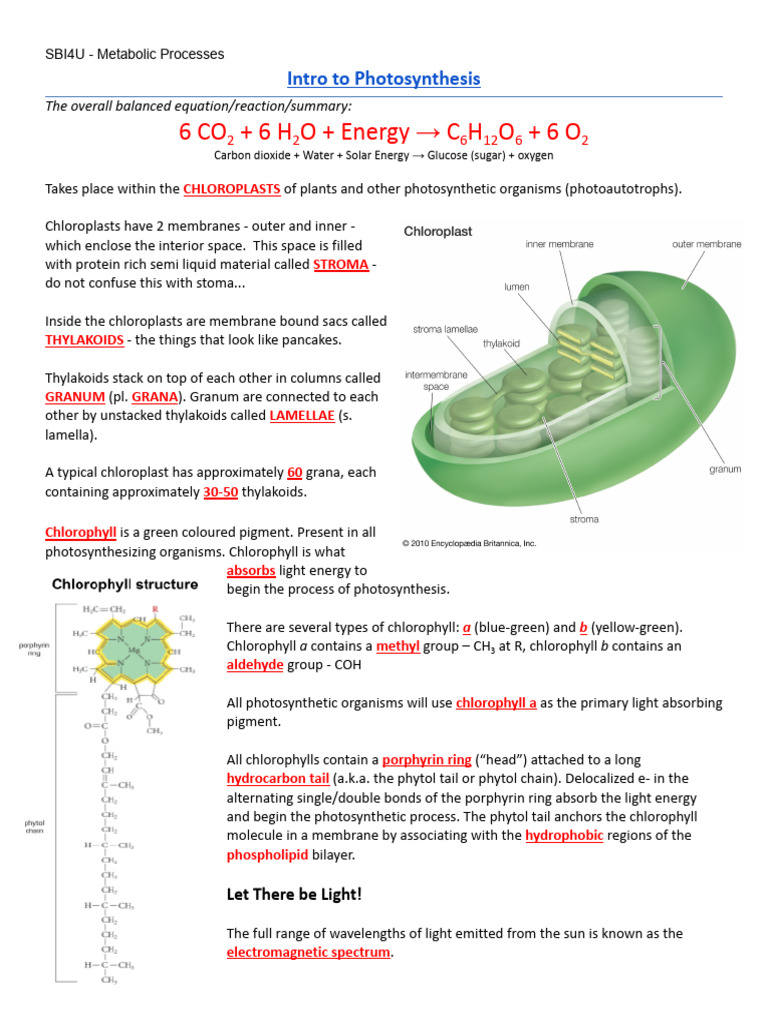 Photosynthesis Notes - COMPLETE | PDF | Photosynthesis | Chlorophyll