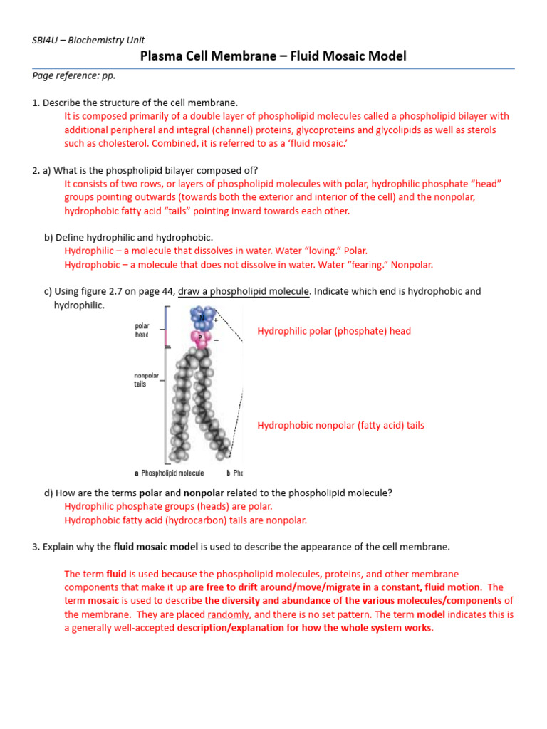 Plasma Membrane Note - COMPLETE | PDF | Cell Membrane | Phospholipid
