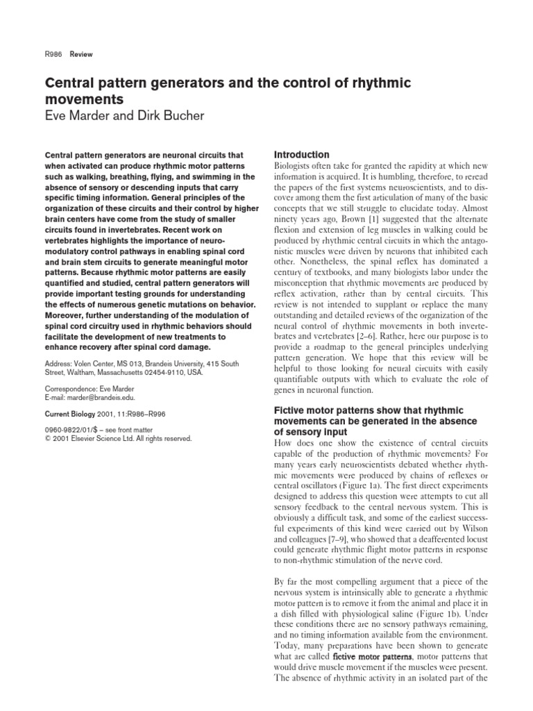 Central Pattern Generator Pdf Nervous System Neuron