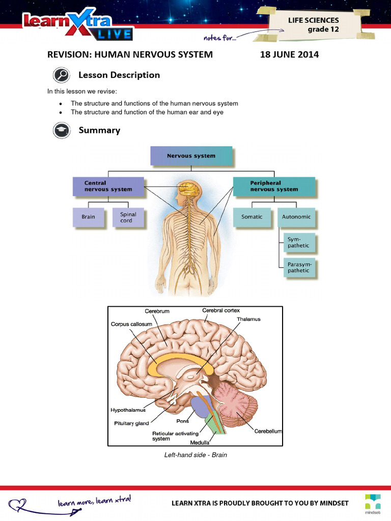 Human Nervous System | PDF | Human Eye | Eye