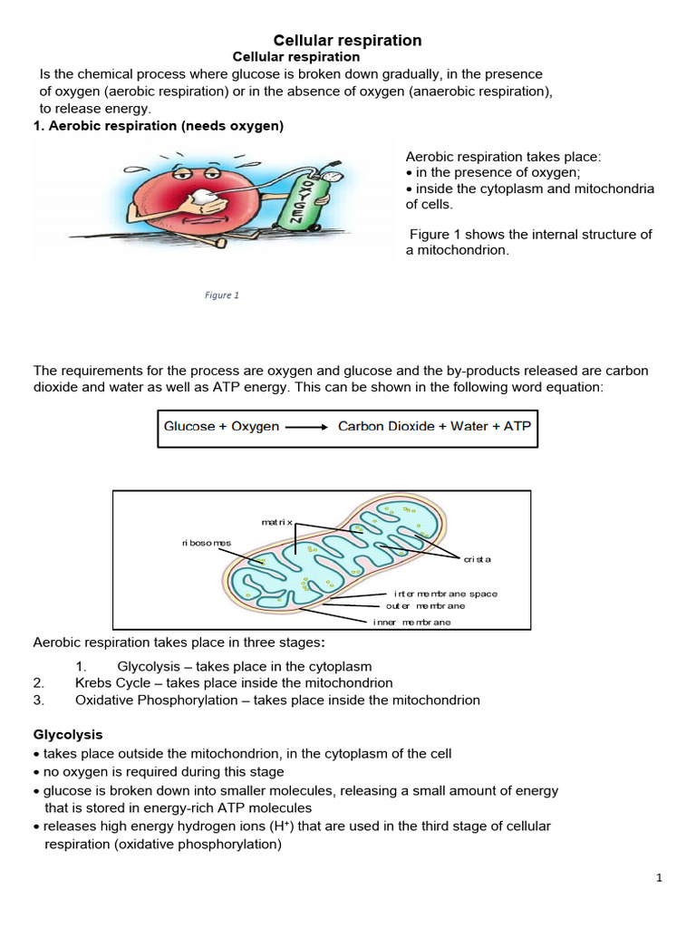Cellular Respiration | PDF | Cellular Respiration | Phosphorylation