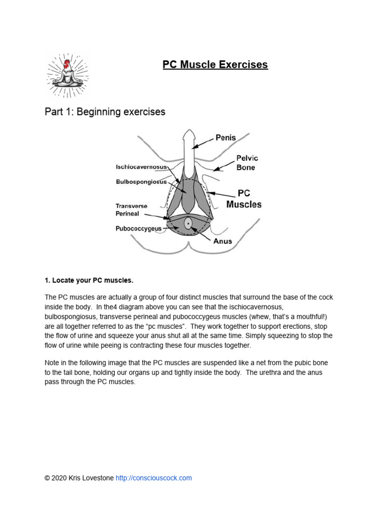 PC_Muscle_Exercises | PDF | Urination | Skeletal Muscle