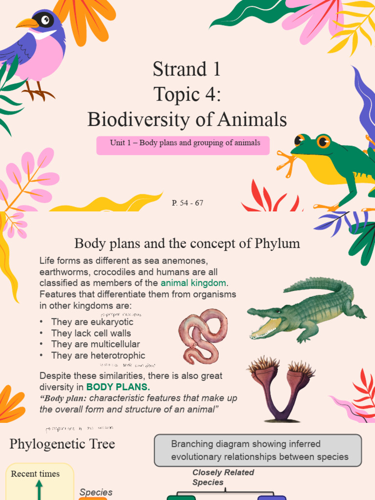 Animal Kingdom: Body Plans and Diversity | PDF | Organisms | Biology