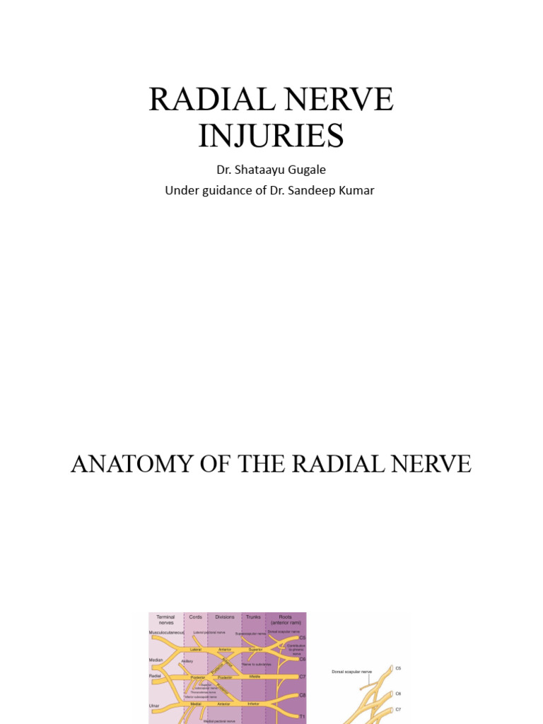Radial Nerve Injuries: Clinical Overview | PDF | Arm | Elbow