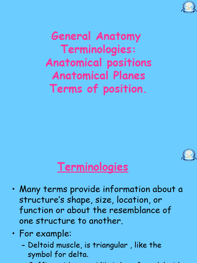 2nd Week Terminologies , Anatomical Positions and planes | PDF ...