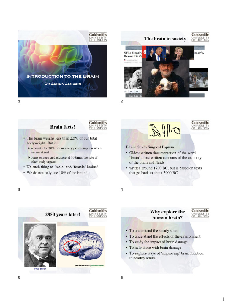 MSC Forensic Psychology - Introduction To The Brain - HANDOUT - Jan2023 ...