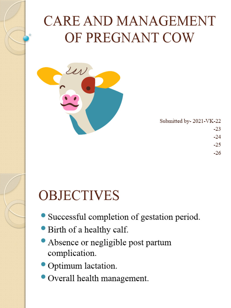 Care and Management of Pregnant Cow Vcp-2 | PDF | Pregnancy | Cattle