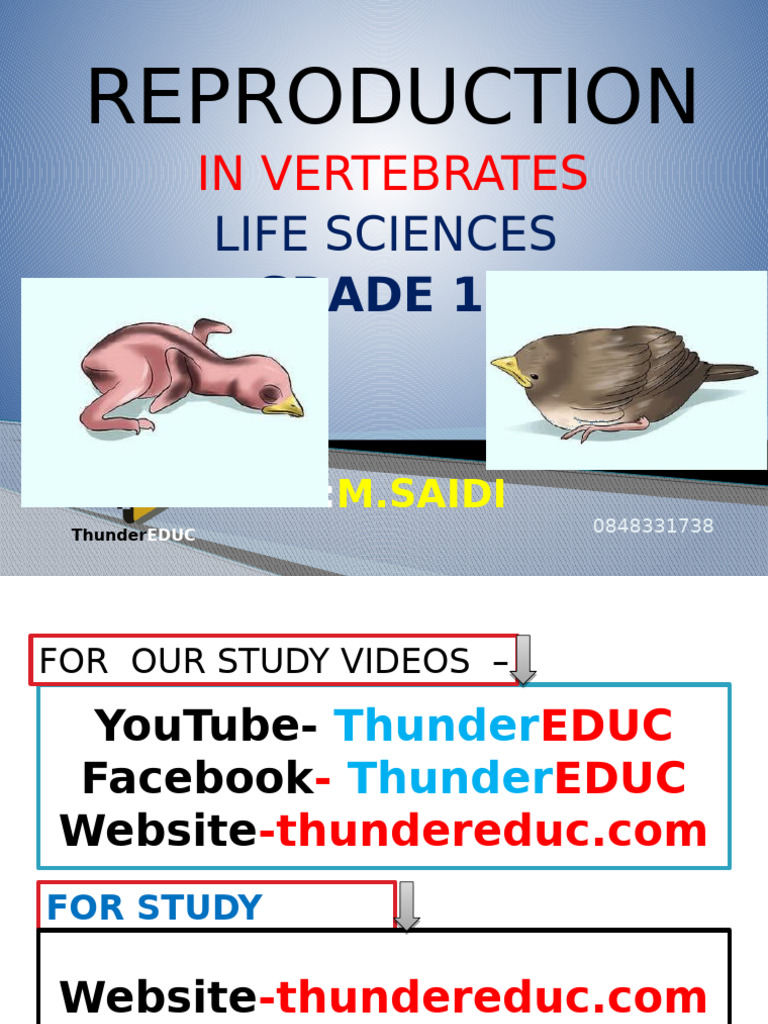 Reproduction in Vertebrates-1 | PDF | Fertilisation | Sexual Reproduction