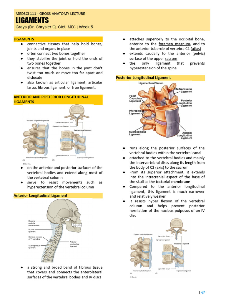 V. Ligaments | PDF | Vertebra | Vertebral Column