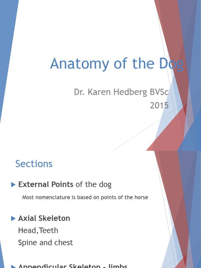 anatomy_of_the_dog | PDF | Vertebral Column | Vertebra