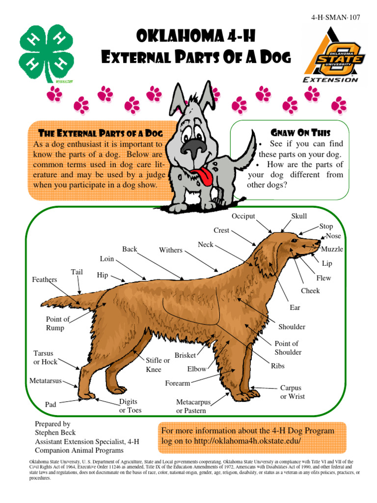 External Parts of Dog | PDF | Dogs