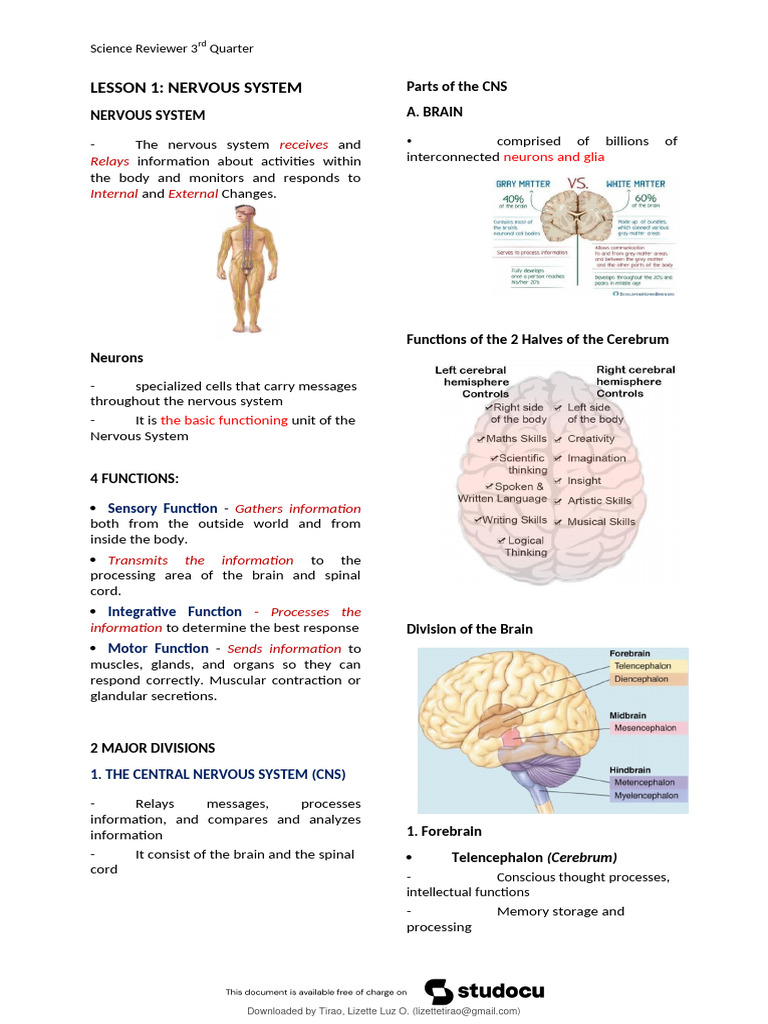 Nervous System Overview and Disorders | PDF | Central Nervous System | Axon