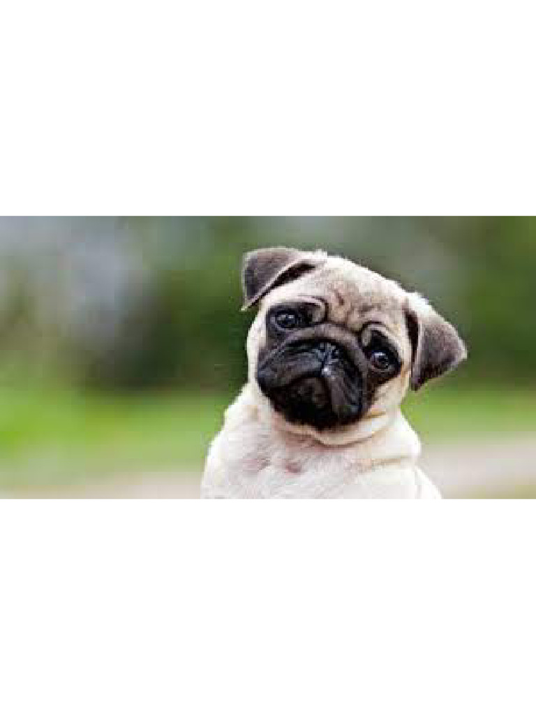 Pug | PDF