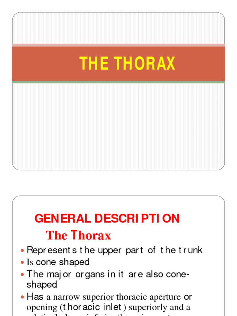 The Thorax-1 (Compatibility Mode) | PDF | Thorax | Vertebra