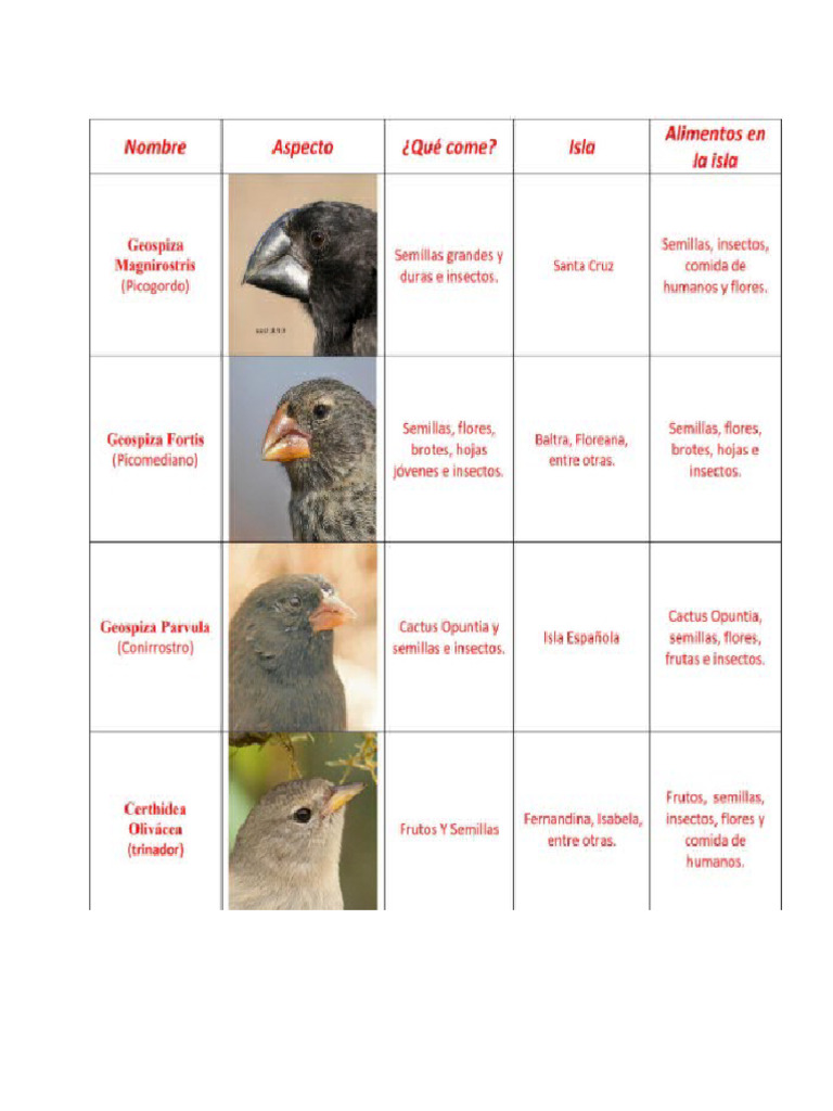 Pinzones Darwin (2) Imprimir | PDF