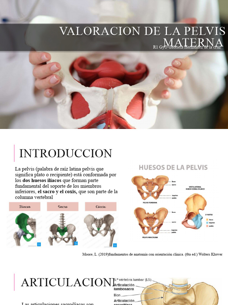 Pelvis Ginecologia | PDF | Pelvis | Articulación