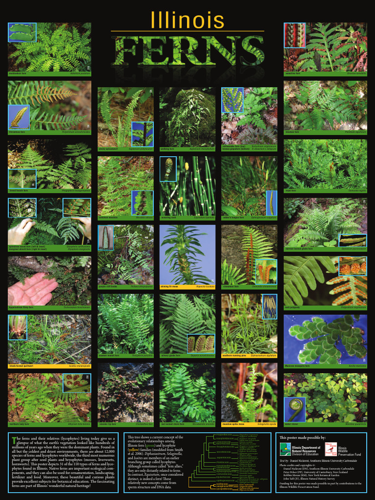 ferns | PDF | Fern | Ploidy